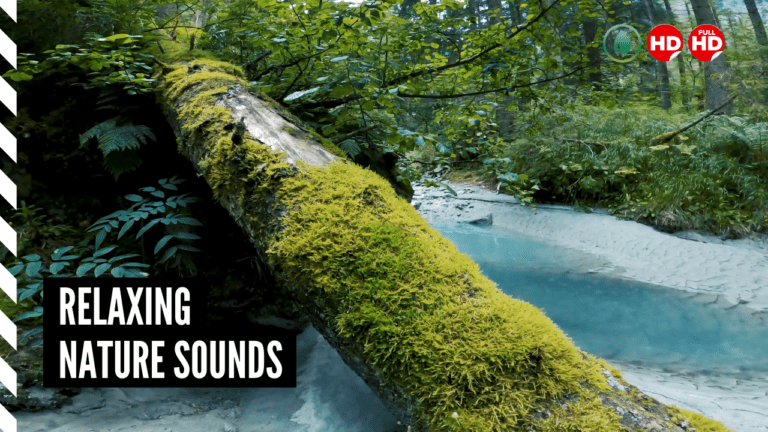 ? Deep Sleep Healing Music With Nature Sounds. - Relax Nation