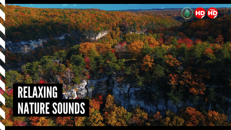 ? Relaxing Piano Music with Forest Sounds. - Relax Nation